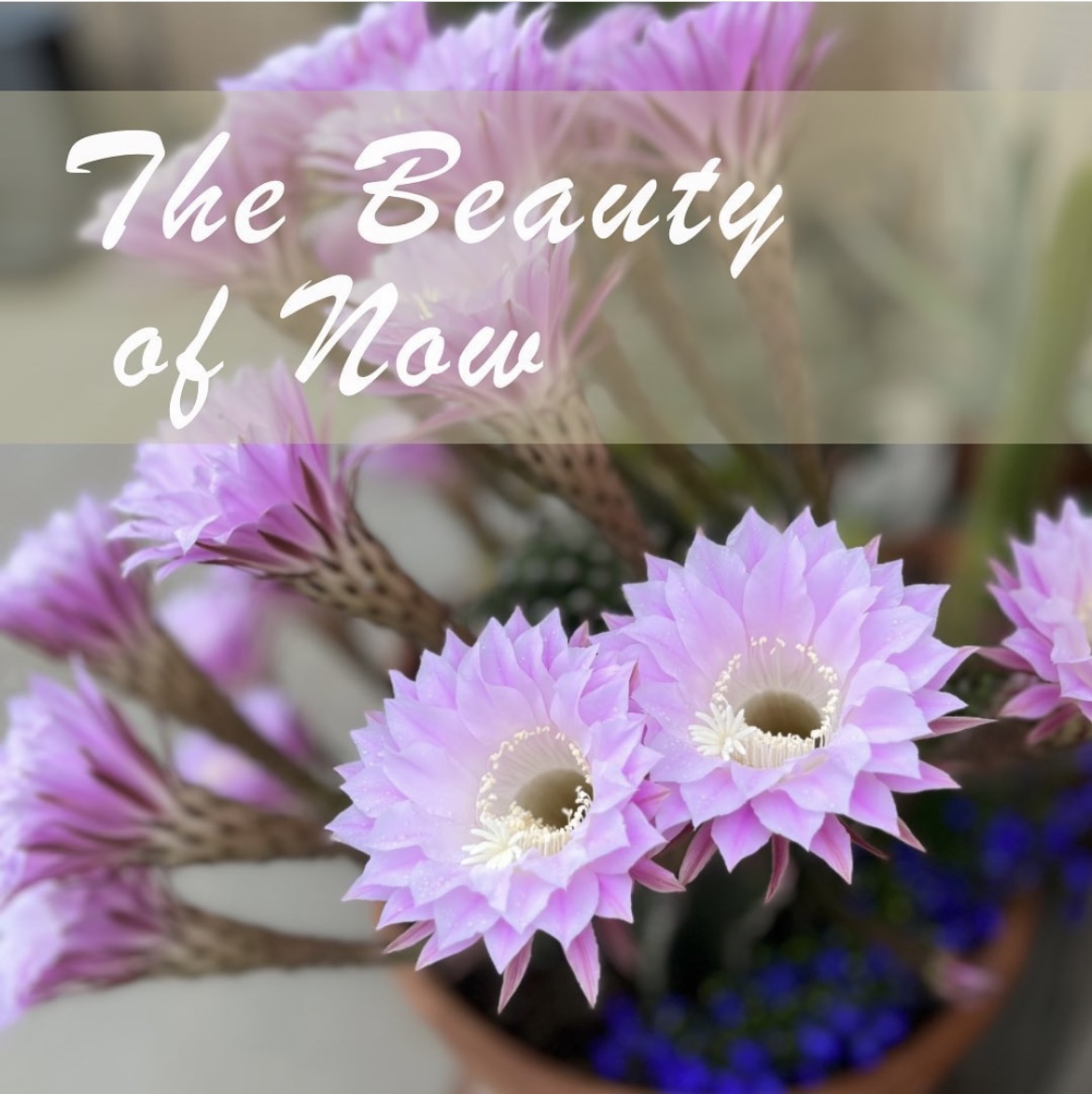 The Beauty of Now – Cindy Powell